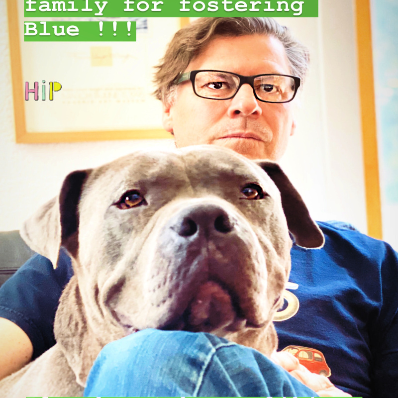 Blue - Doggie Bonez Dog & Puppy Rescue