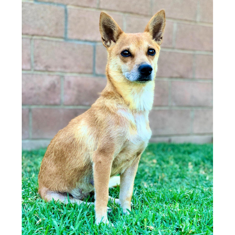 Foxy - Doggie Bonez Dog & Puppy Rescue