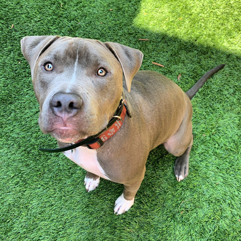 Paco - Doggie Bonez Dog & Puppy Rescue