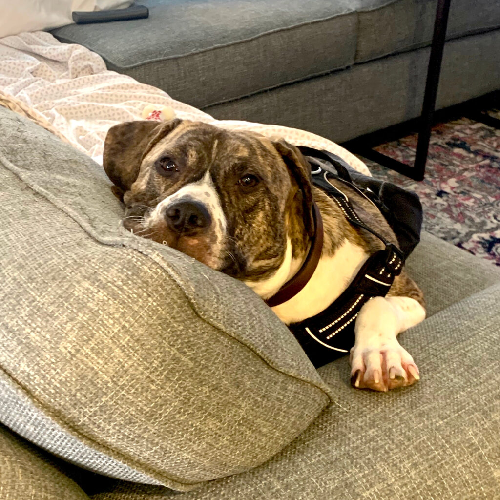 Denver - Doggie Bonez Dog & Puppy Rescue