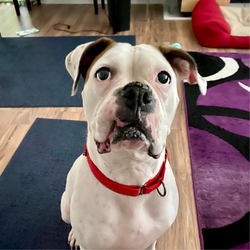 Izzy - Doggie Bonez Dog & Puppy Rescue