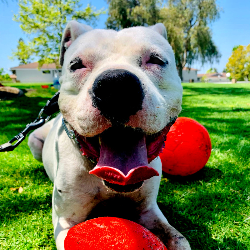 Cash - Doggie Bonez Dog & Puppy Rescue