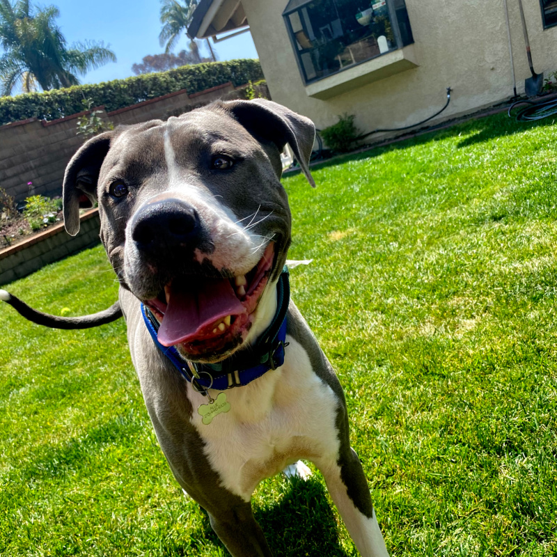 Blue - Doggie Bonez Dog & Puppy Rescue