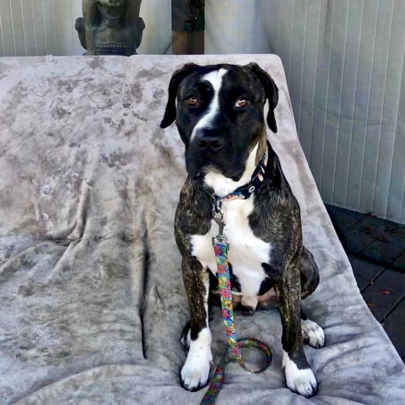 Saint Bernard And Great Dane Mix Puppies