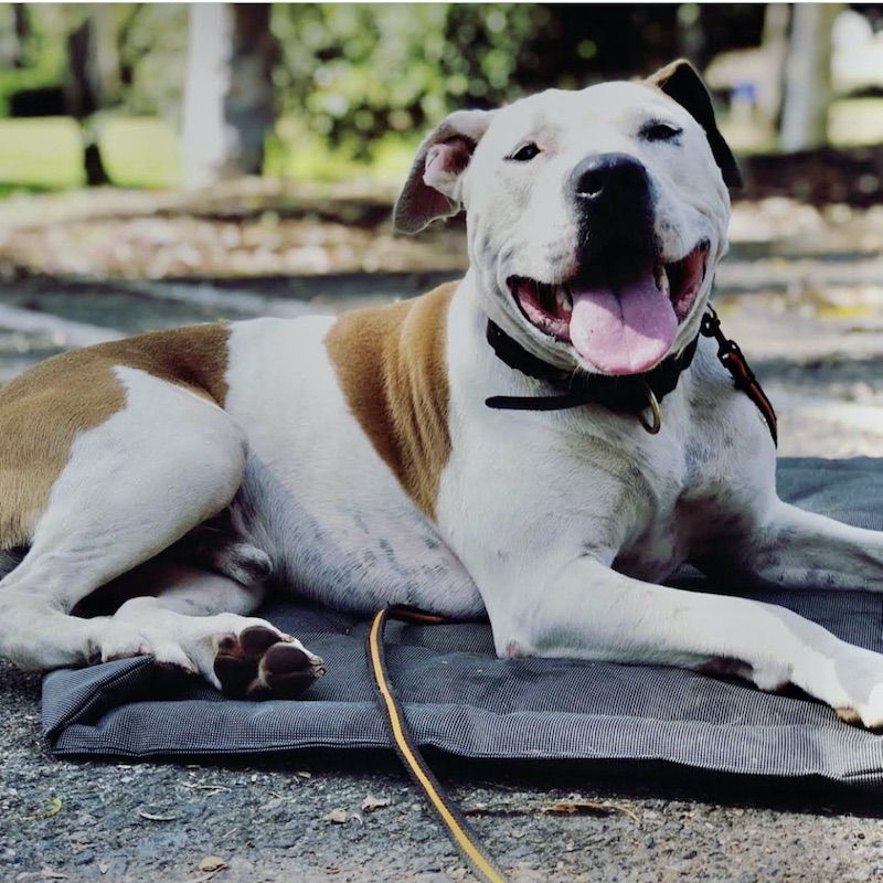 Geronimo aka Moe - Doggie Bonez Dog & Puppy Rescue