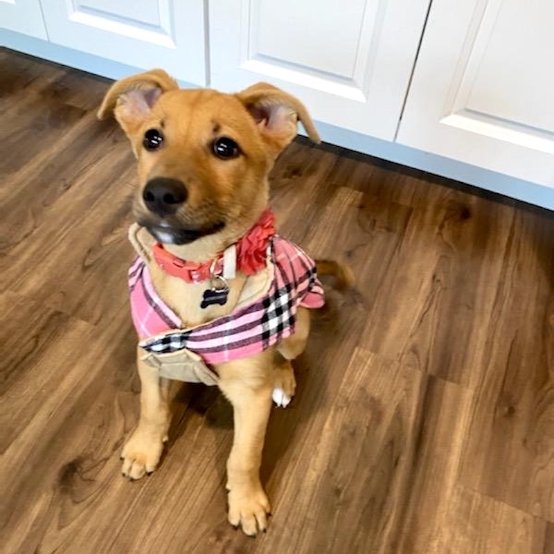 Suzy - Doggie Bonez Dog & Puppy Rescue