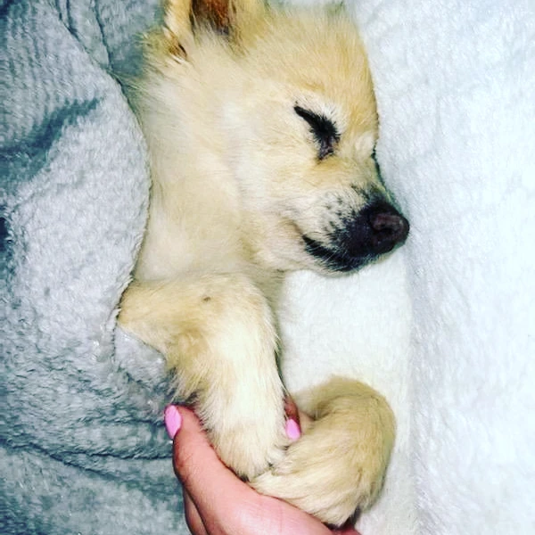 Osito - Doggie Bonez Dog & Puppy Rescue