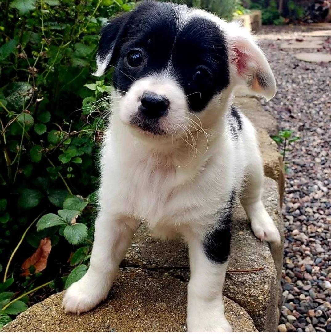 Snoopy - Doggie Bonez Dog & Puppy Rescue