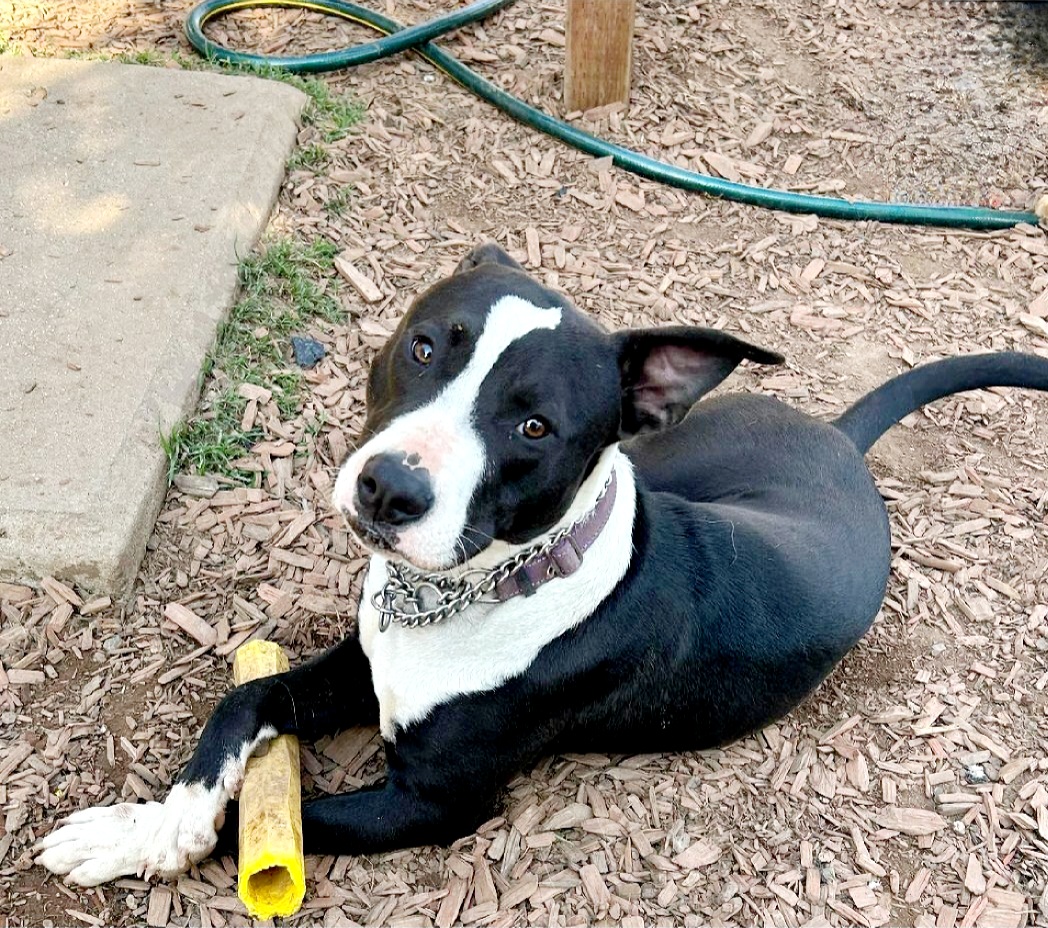 Wedge - Doggie Bonez Dog & Puppy Rescue