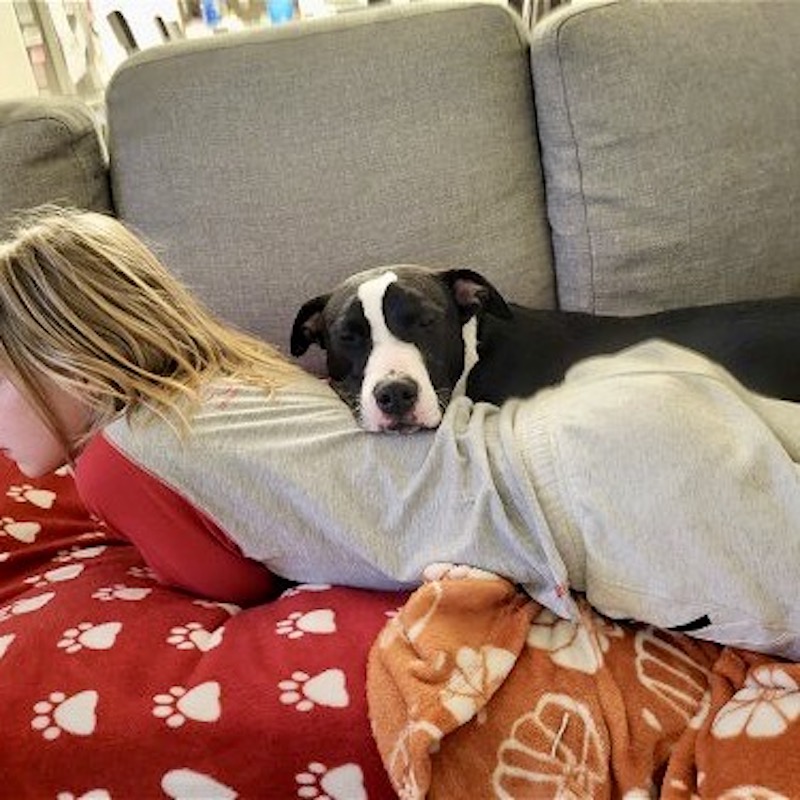 Wedge - Doggie Bonez Dog & Puppy Rescue