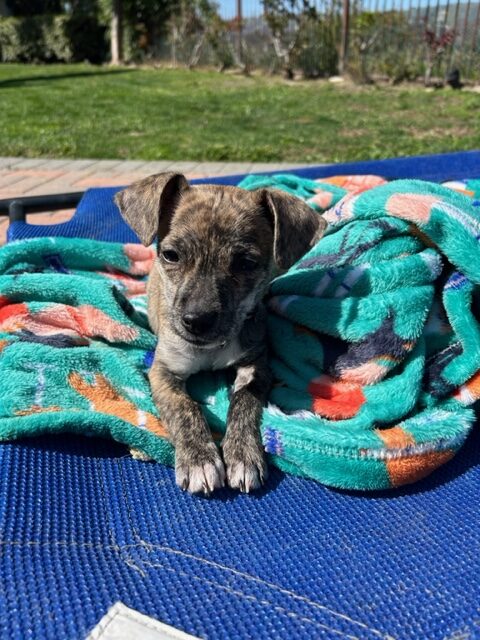 Oliver - Doggie Bonez Dog & Puppy Rescue