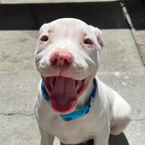 Bluey - Doggie Bonez Dog & Puppy Rescue