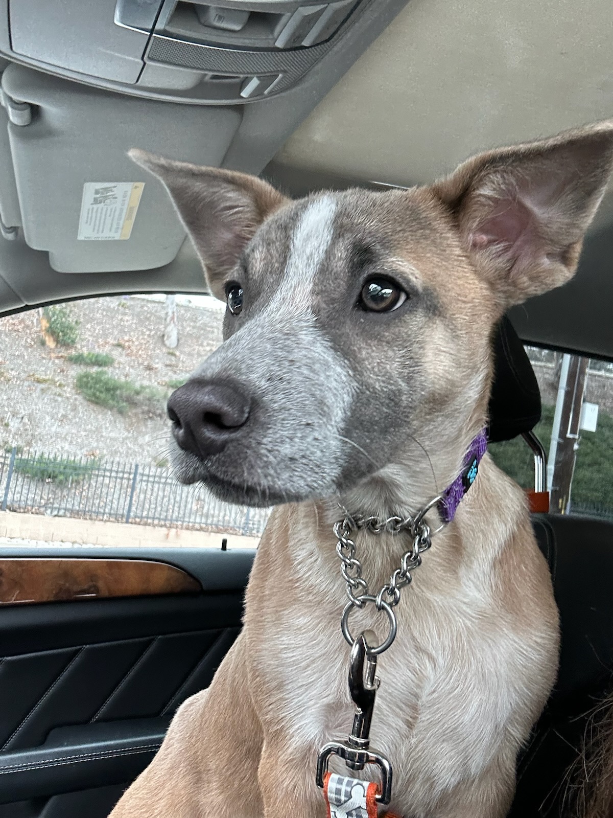 Luna - Doggie Bonez Dog & Puppy Rescue