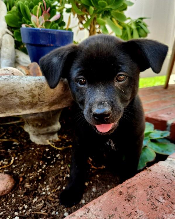 Betty Boop - Doggie Bonez Dog & Puppy Rescue