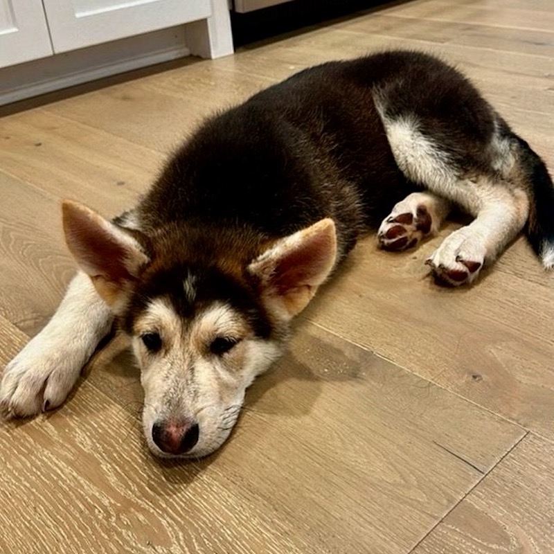 Dante - Doggie Bonez Dog & Puppy Rescue