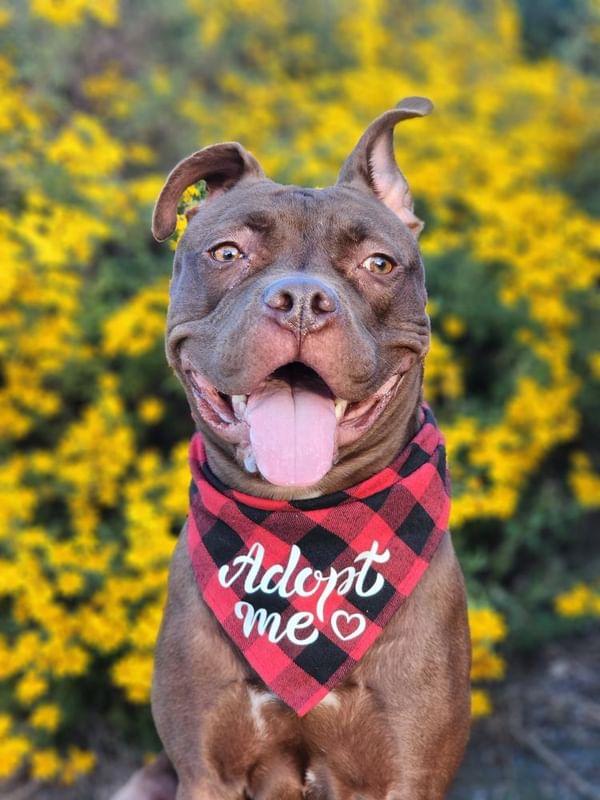 Dolly - Doggie Bonez Dog & Puppy Rescue