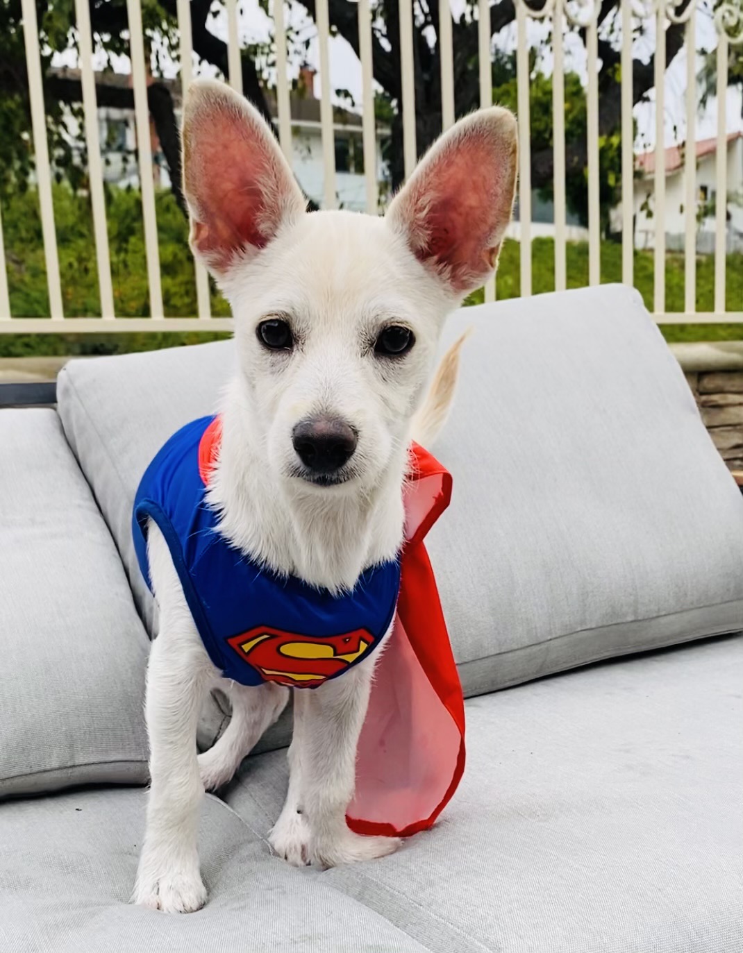 Chip - Doggie Bonez Dog & Puppy Rescue