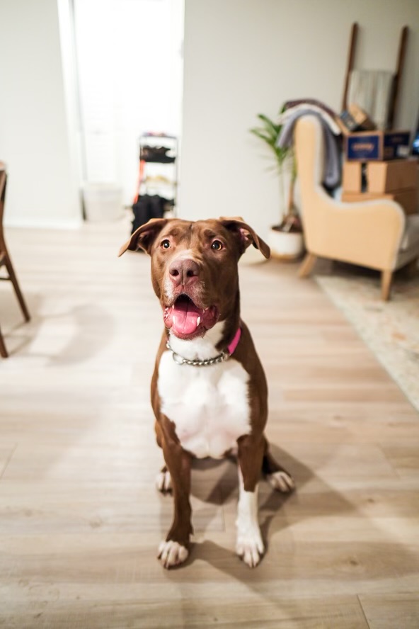 Laney - Doggie Bonez Dog & Puppy Rescue