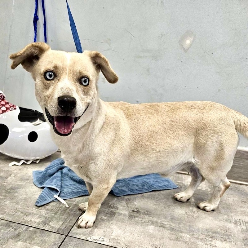 Sheldon - Doggie Bonez Dog & Puppy Rescue