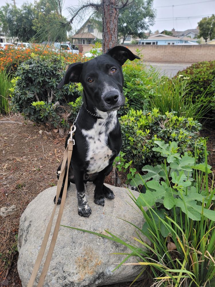 Toby - Doggie Bonez Dog & Puppy Rescue