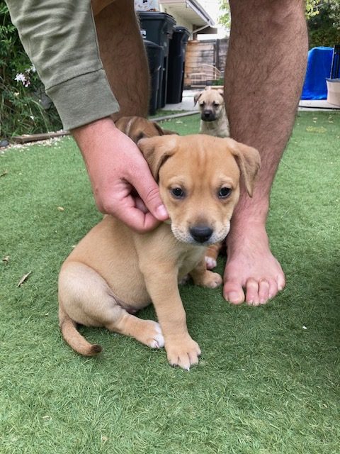 Rollo - Doggie Bonez Dog & Puppy Rescue