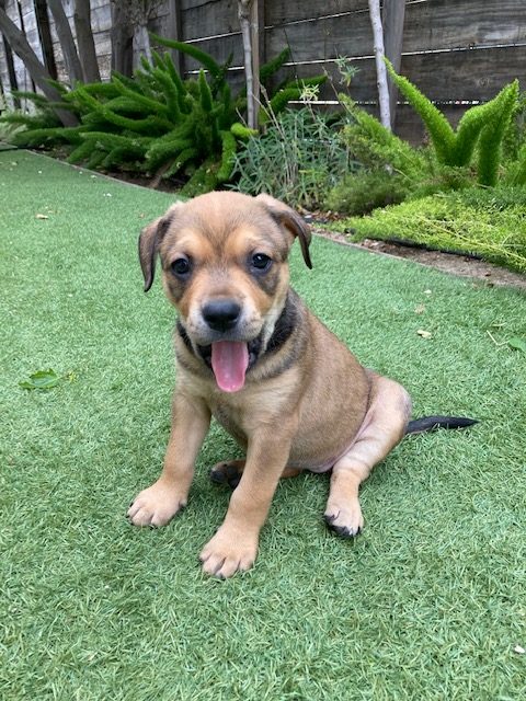 Suzy - Doggie Bonez Dog & Puppy Rescue
