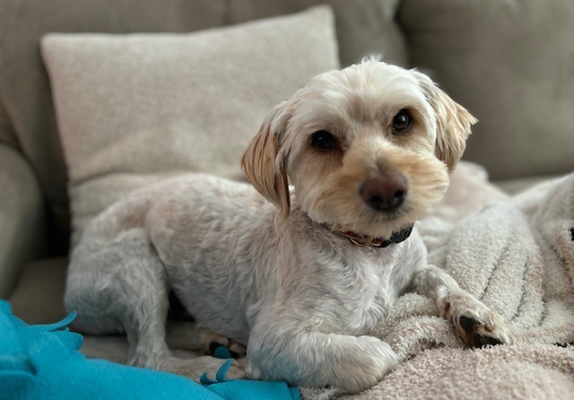 Wrigley - Doggie Bonez Dog & Puppy Rescue