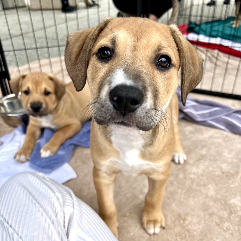 Reese - Doggie Bonez Dog & Puppy Rescue