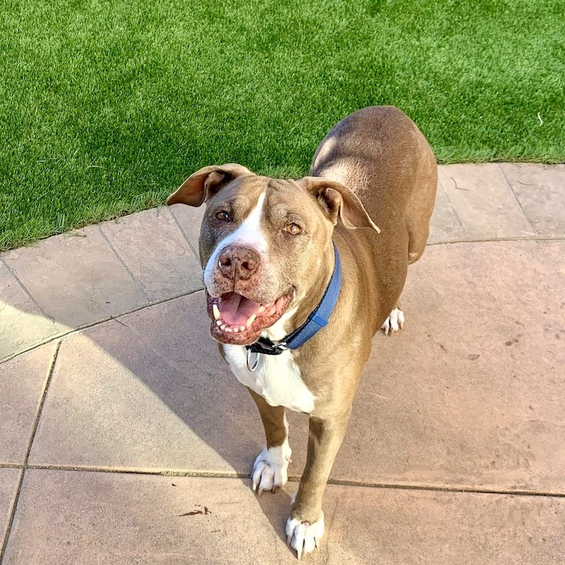 Bebe - Doggie Bonez Dog & Puppy Rescue