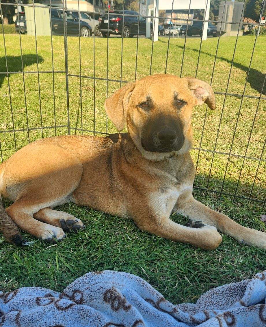 Hope - Doggie Bonez Dog & Puppy Rescue