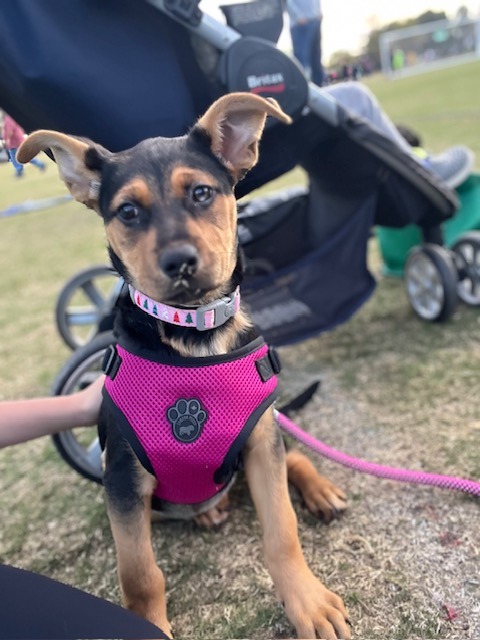 Molly - Doggie Bonez Dog & Puppy Rescue