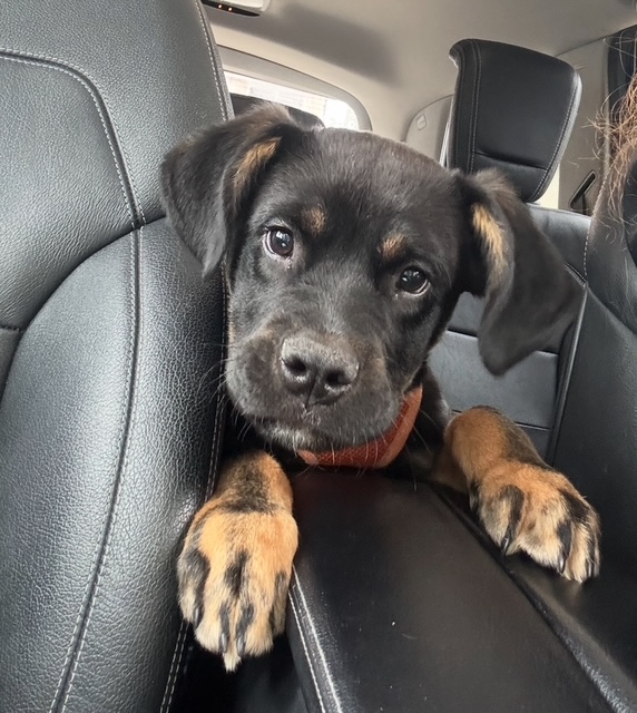 Luke - Doggie Bonez Dog & Puppy Rescue