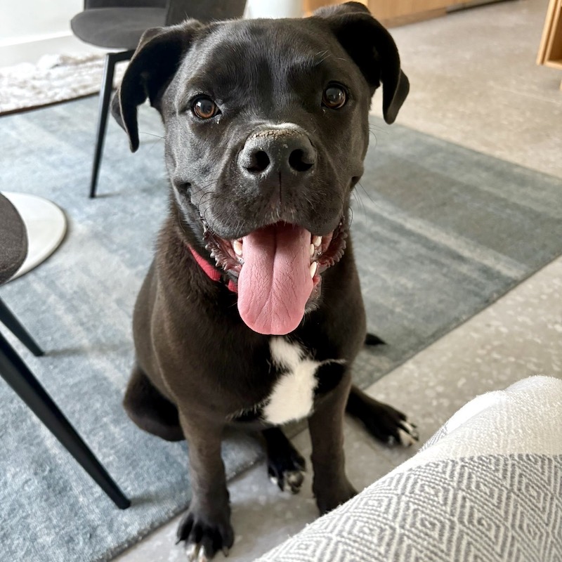 Sammy - Doggie Bonez Dog & Puppy Rescue