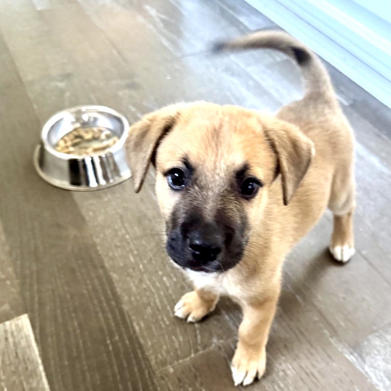 Moxie aka Carmella - Doggie Bonez Dog & Puppy Rescue