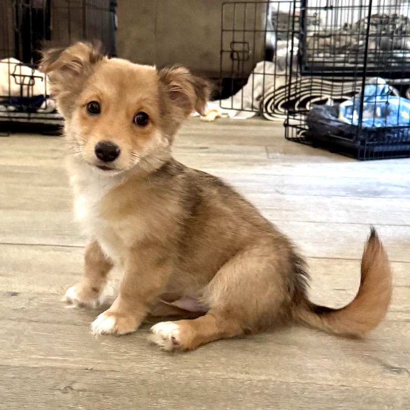Scout - Doggie Bonez Dog & Puppy Rescue