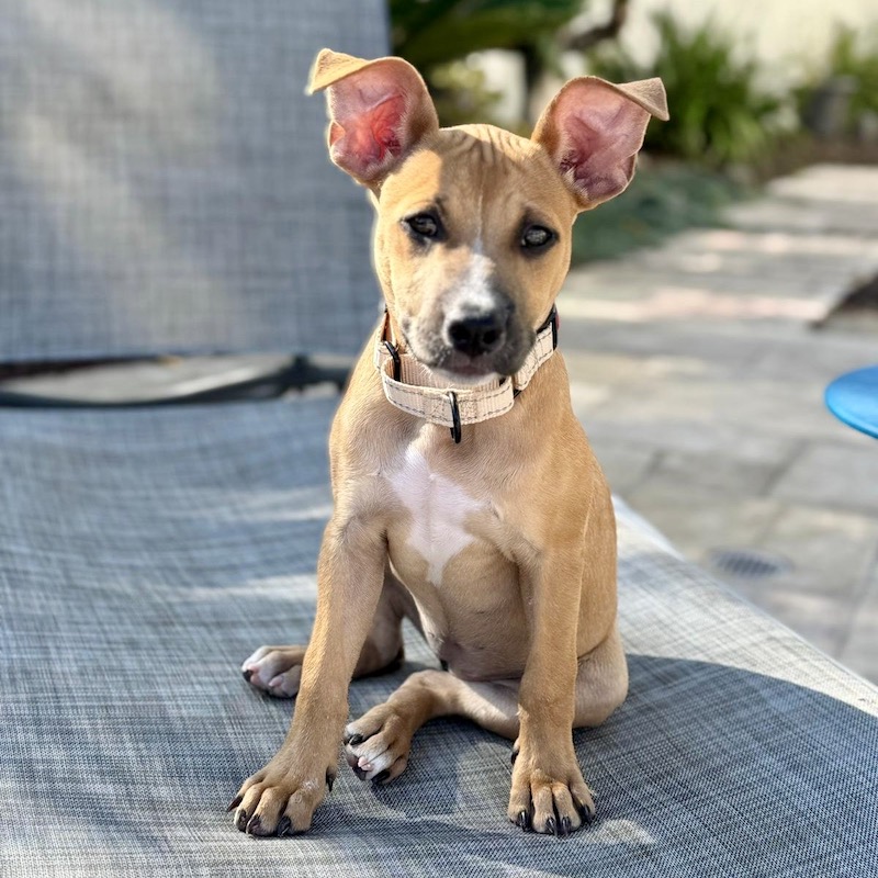 Drew - Doggie Bonez Dog & Puppy Rescue