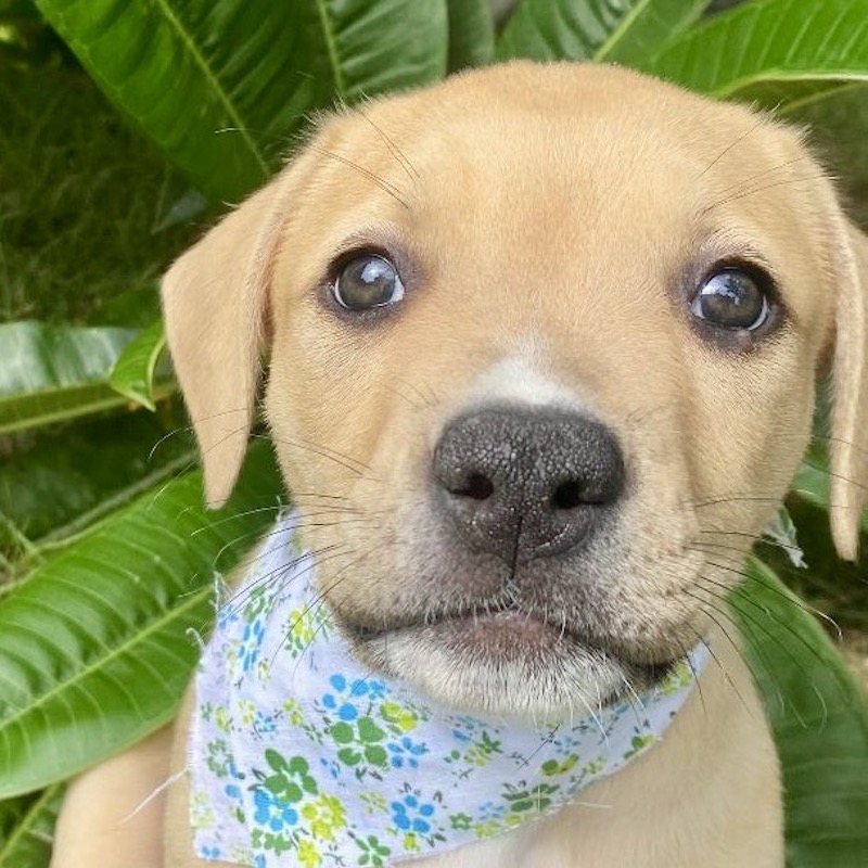 Dottie - Doggie Bonez Dog & Puppy Rescue