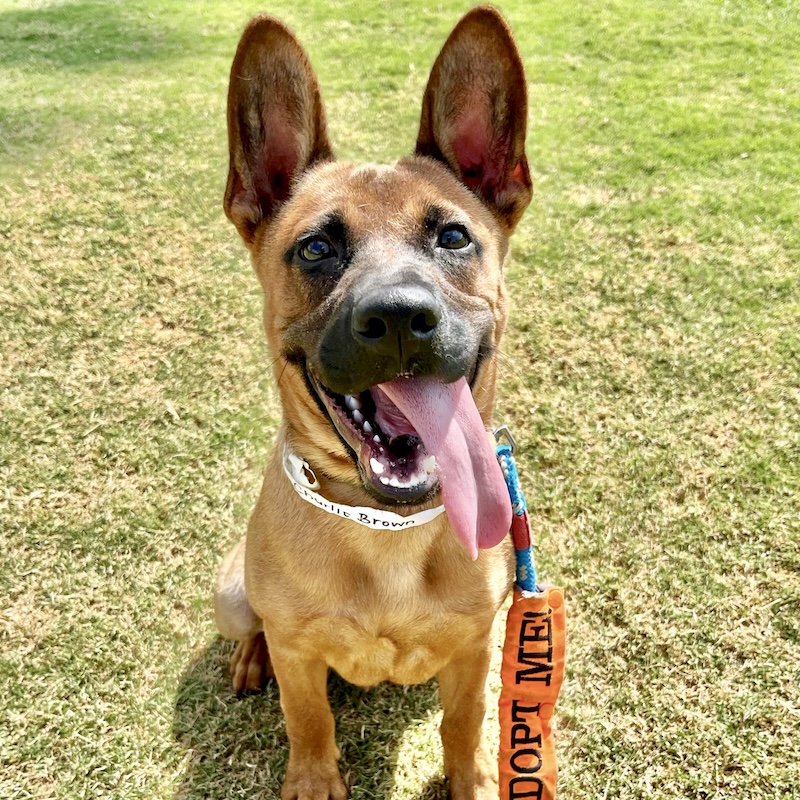Charlie - Doggie Bonez Dog & Puppy Rescue