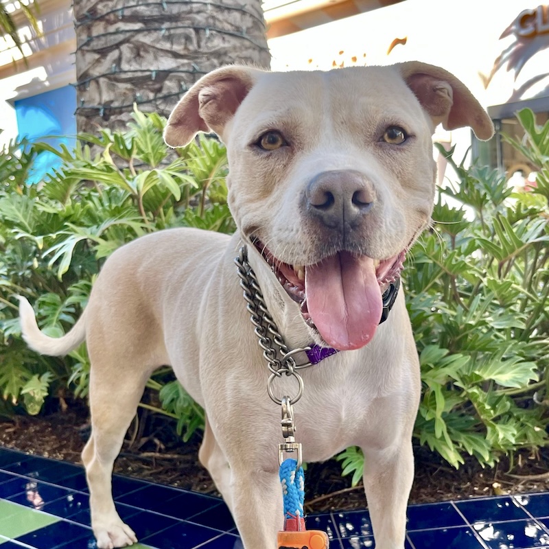 Capone - Doggie Bonez Dog & Puppy Rescue