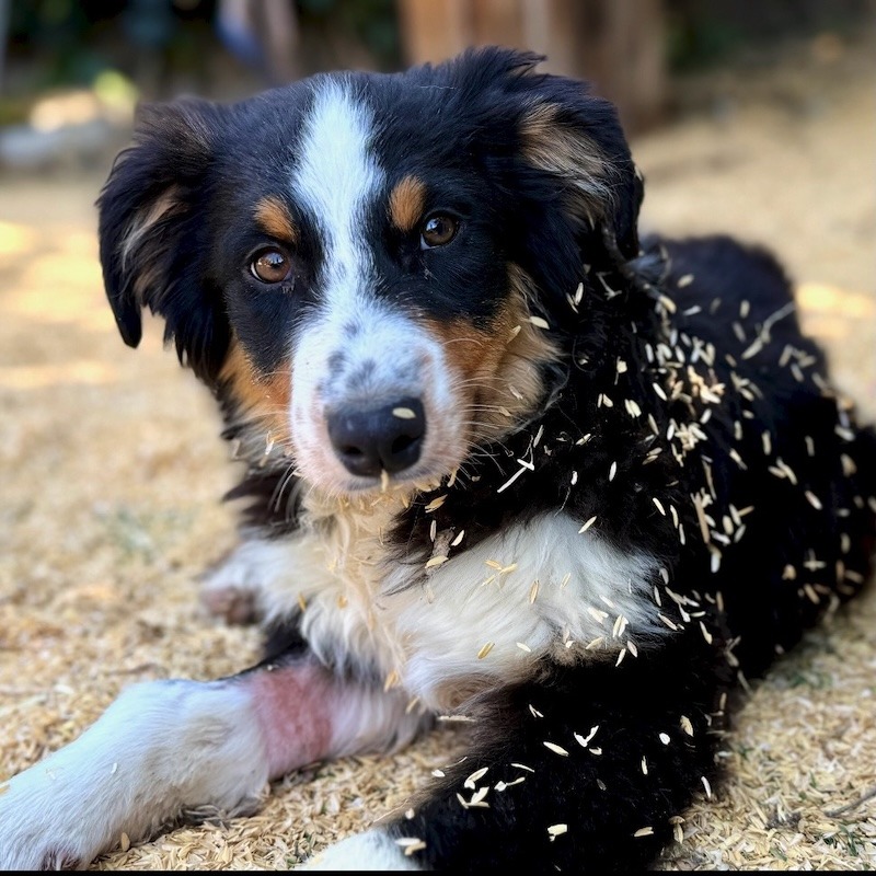 Jasmine - Doggie Bonez Dog & Puppy Rescue